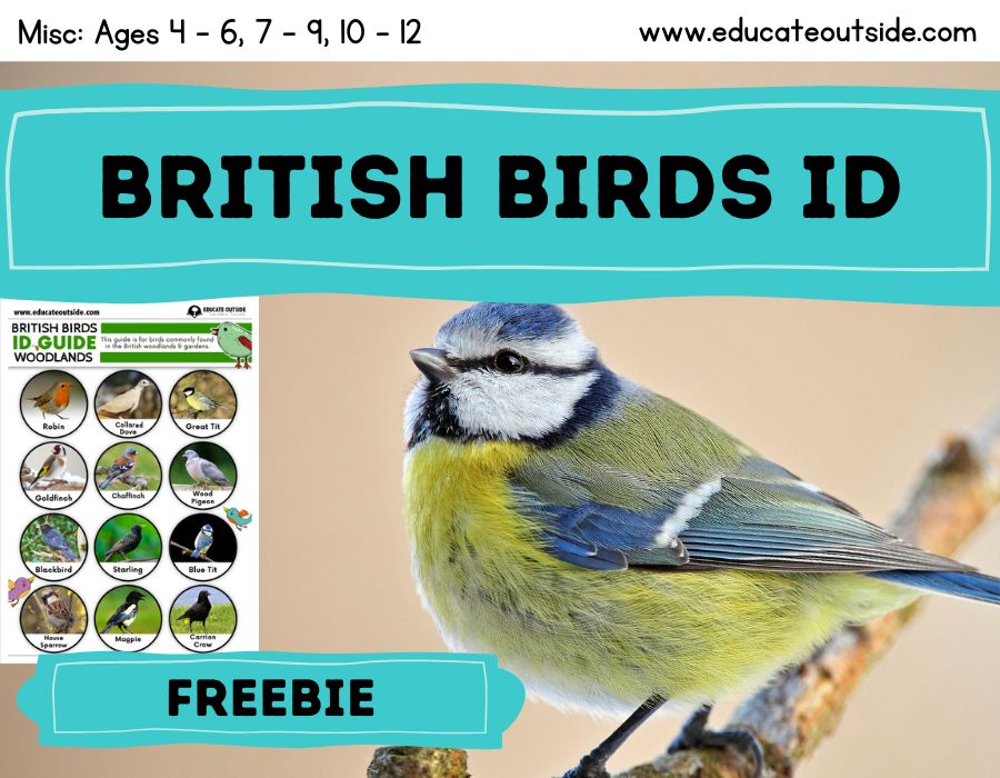 British Woodland Birds Identification Guide - Educate Outside - Outdoor ...