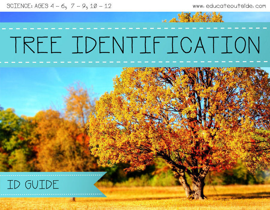 Evergreen Tree Identification Guide Guide To UK Trees: Photos And