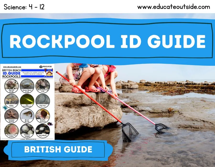 Printable British Rockpool Identification Guide - Educate Outside ...