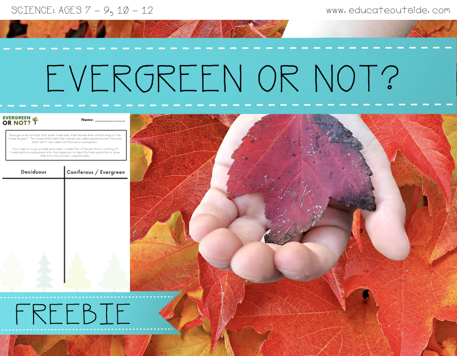 Trees Seasonal Changes Lesson - Evergreen Or Not? - Educate Outside ...