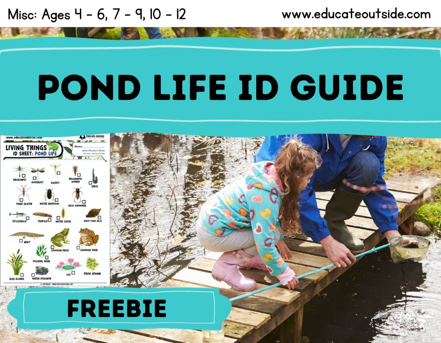 Pond Animals Information