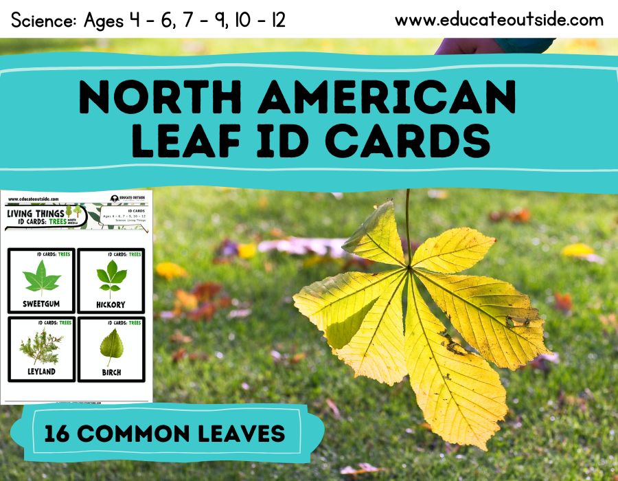 Leaf Identification Cards – 16 North American Common Tree Leaves ...